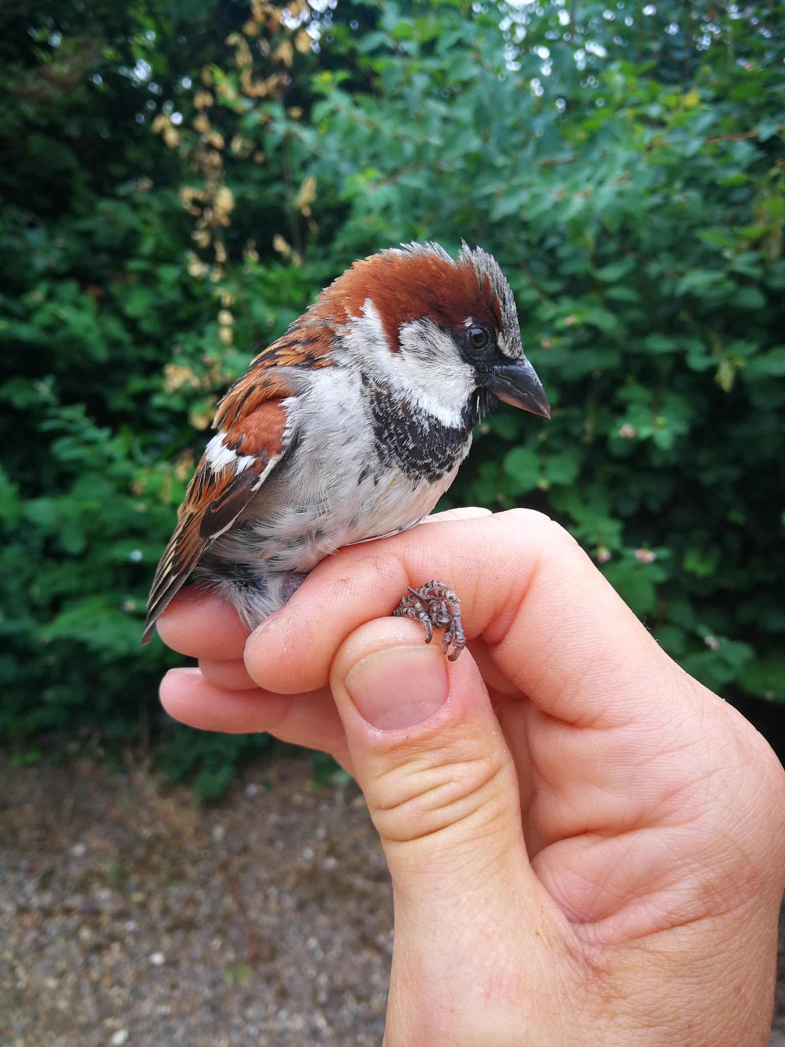 Jez Blackburn Bird Trapping Ltd | Professional Bird Trapping Services ...