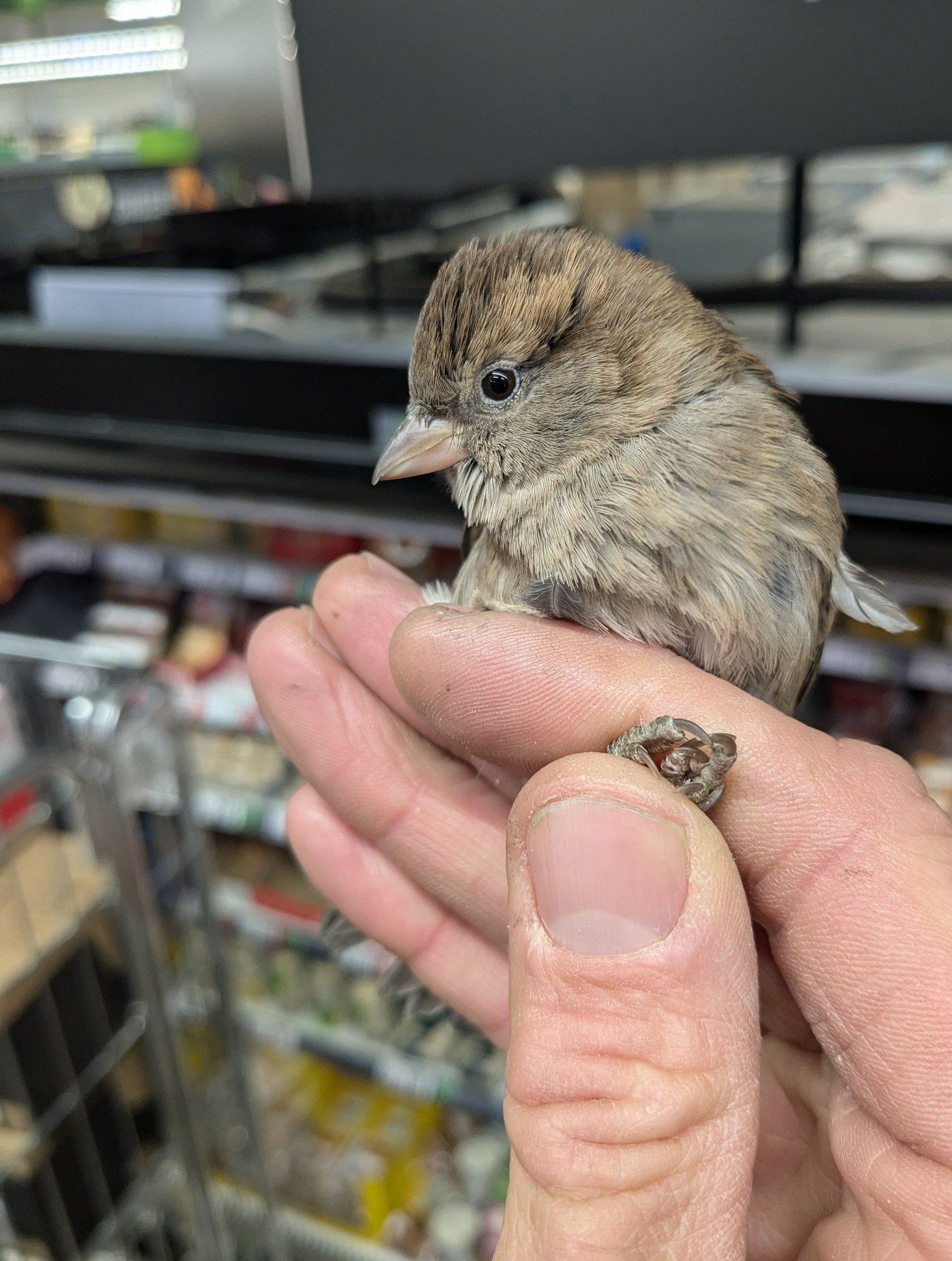 Jez Blackburn Bird Trapping Ltd | Professional Bird Trapping Services ...